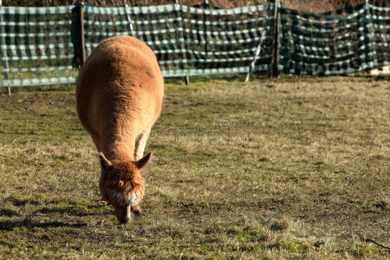 Alpaca en un pasto foto de archivo. Imagen de alpaca - 111576040