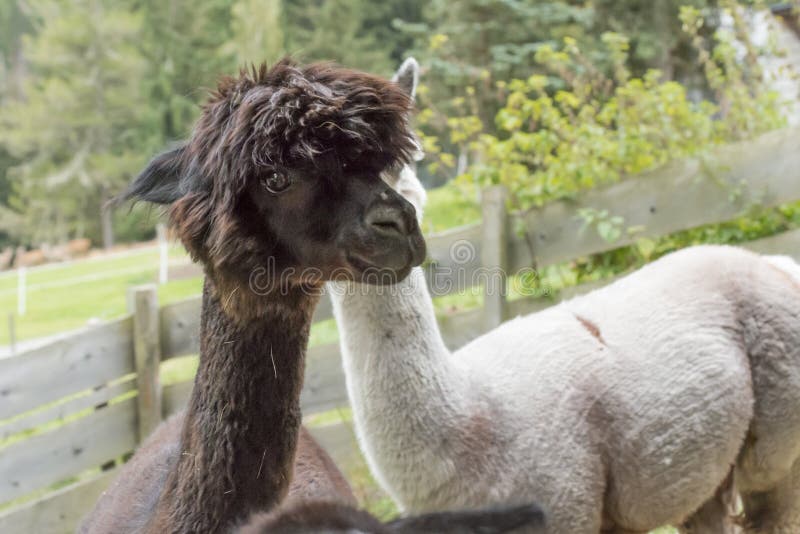 Strong Alpaca Stock Photos - Free & Royalty-Free Stock Photos from ...