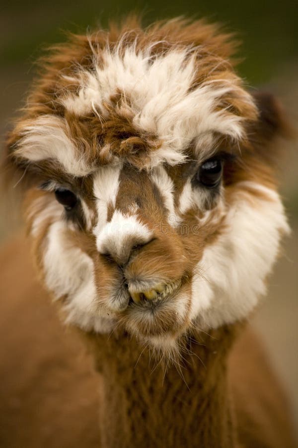 Alpaca Face Calico stock photo. Image of exotic, lama - 3296726