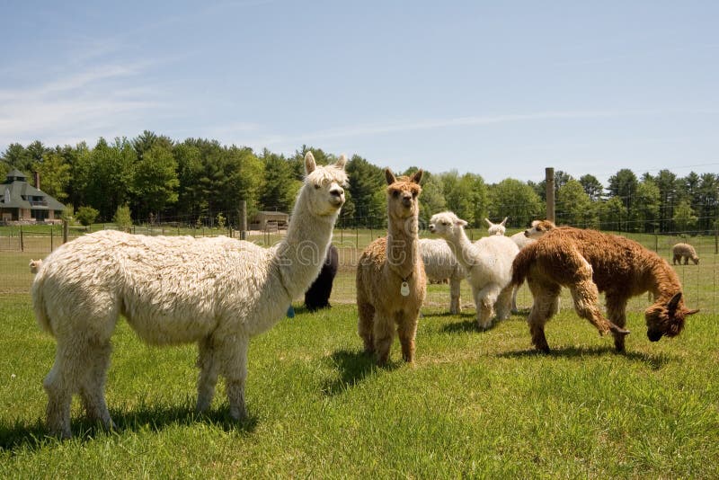 Alpaca Farm stock photo. Image of farm, camelidae, camelid - 815122