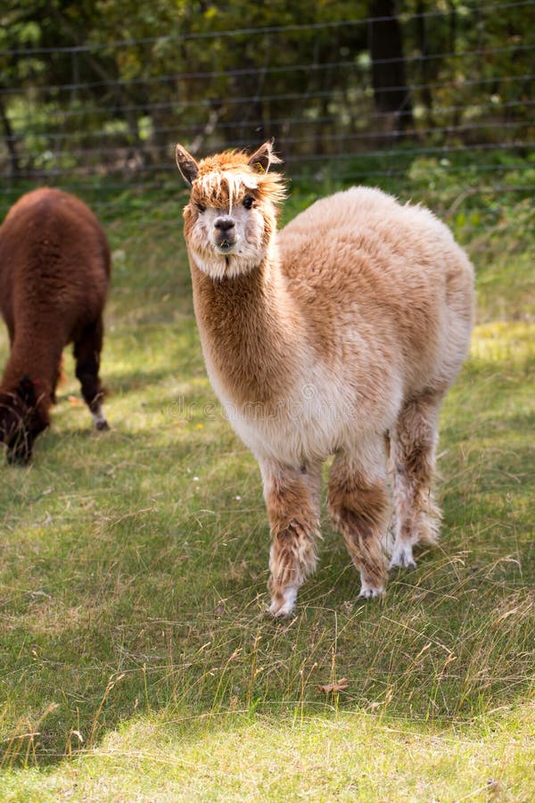 Alpaca on farm stock photo. Image of curly, baby, ears - 63635612