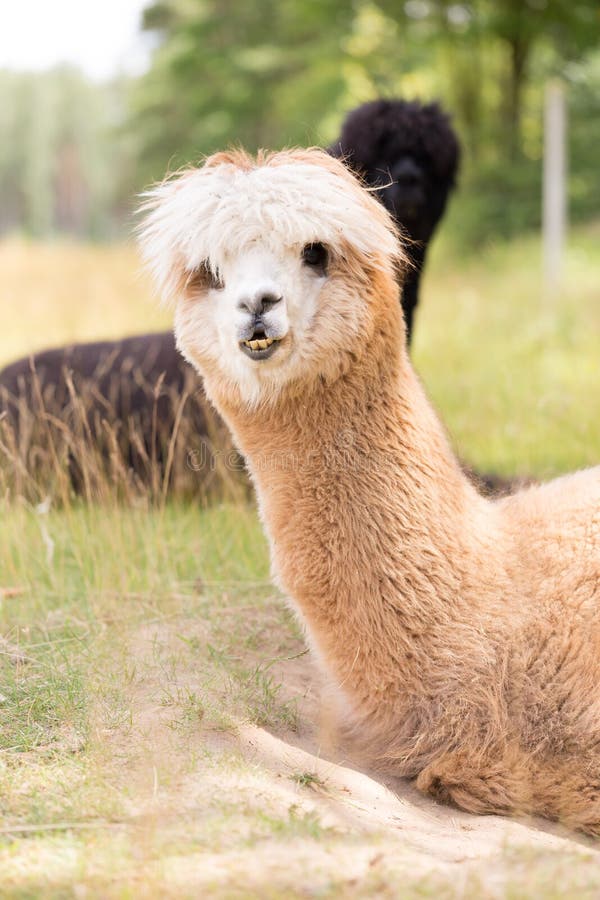 Alpaca on farm stock photo. Image of domestic, baby, fleece - 63635914