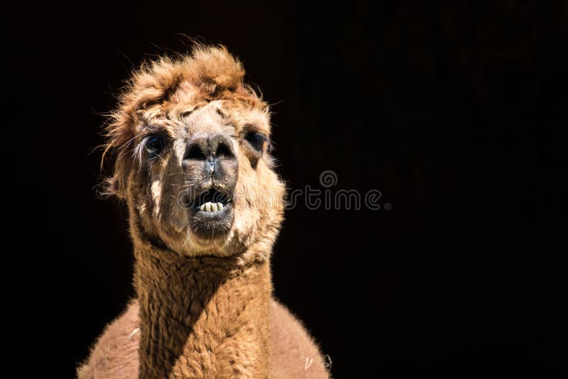 Alpaca on farm stock photo. Image of animal, farmland - 95359824