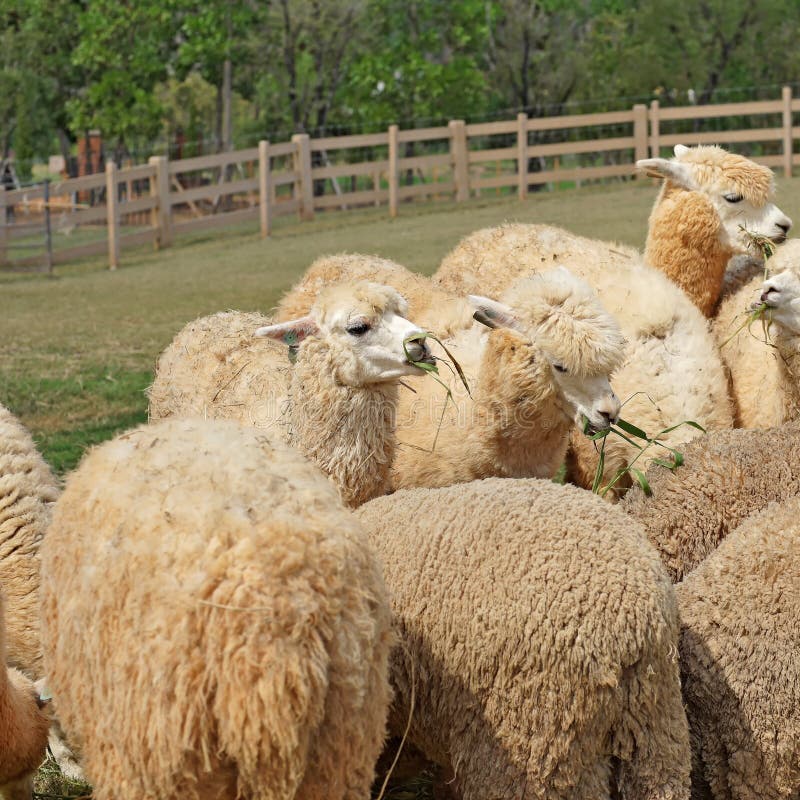 Peruvian Alpaca Front View stock image. Image of cuzco - 88538407