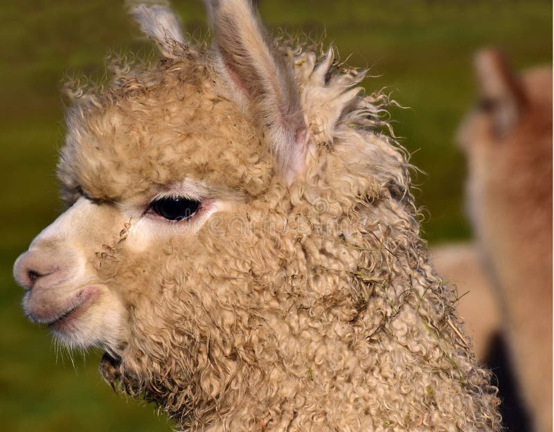 Alpaca, Fauna, Camel Like Mammal, Llama Picture. Image: 106389028