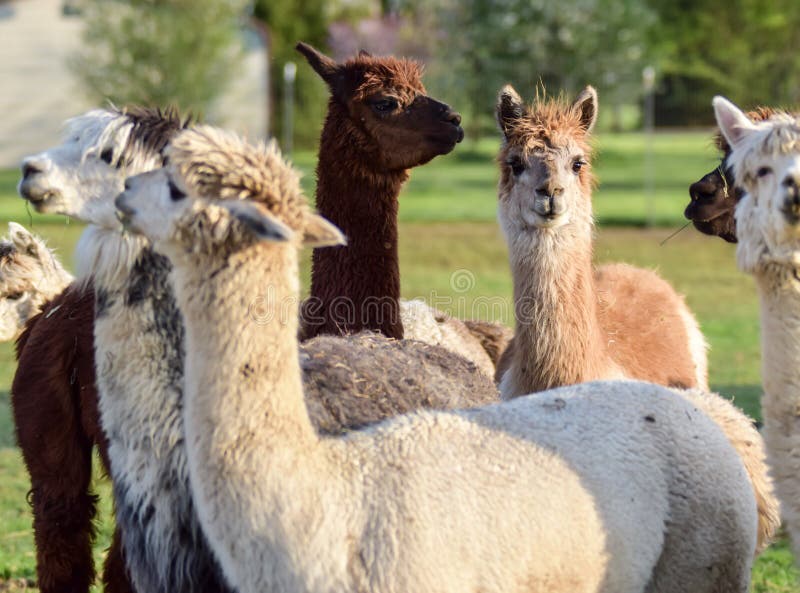 Alpaca Herd on a Spring Meadow Stock Image - Image of pasture ...