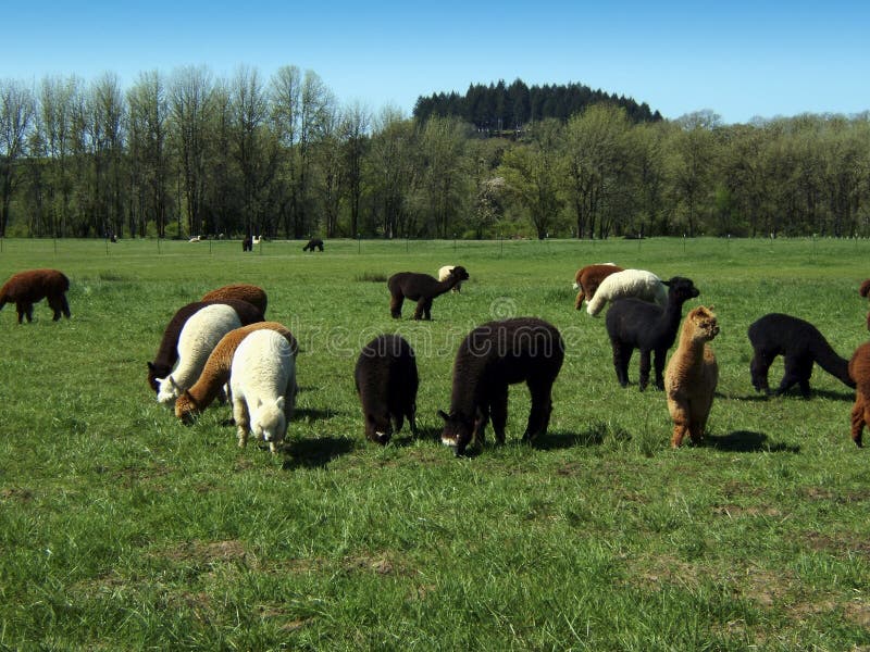 Alpaca field stock image. Image of trees, oregon, ranch - 715855
