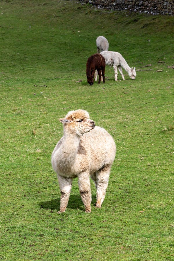 An Alpaca in a Field in Cumbria Stock Image - Image of animal, pacos ...