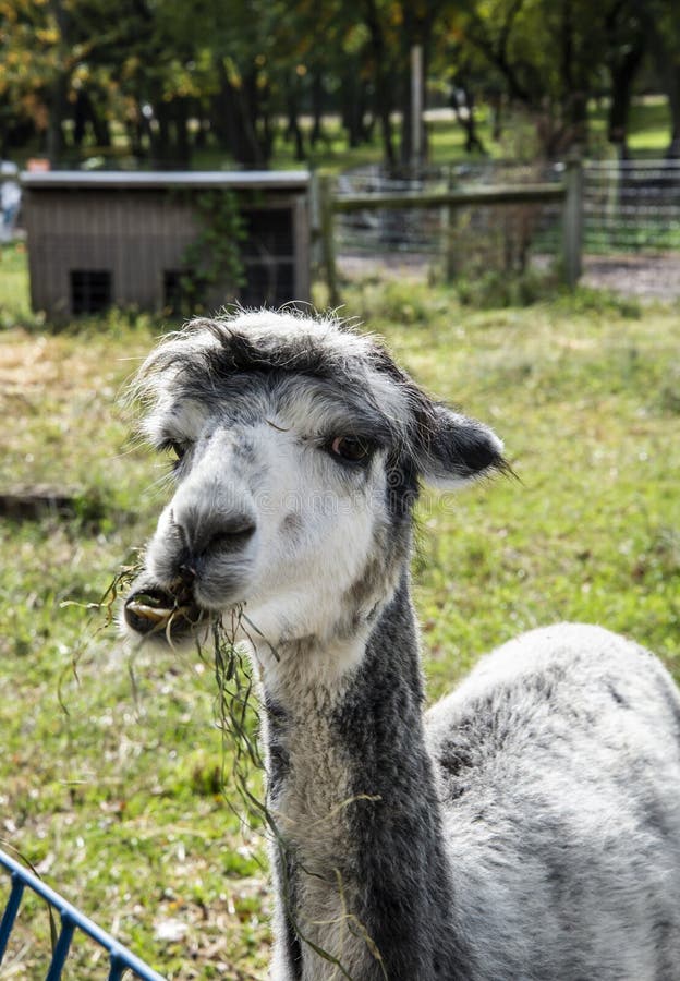 Alpaca in a field stock image. Image of ears, chew, nature - 259208927