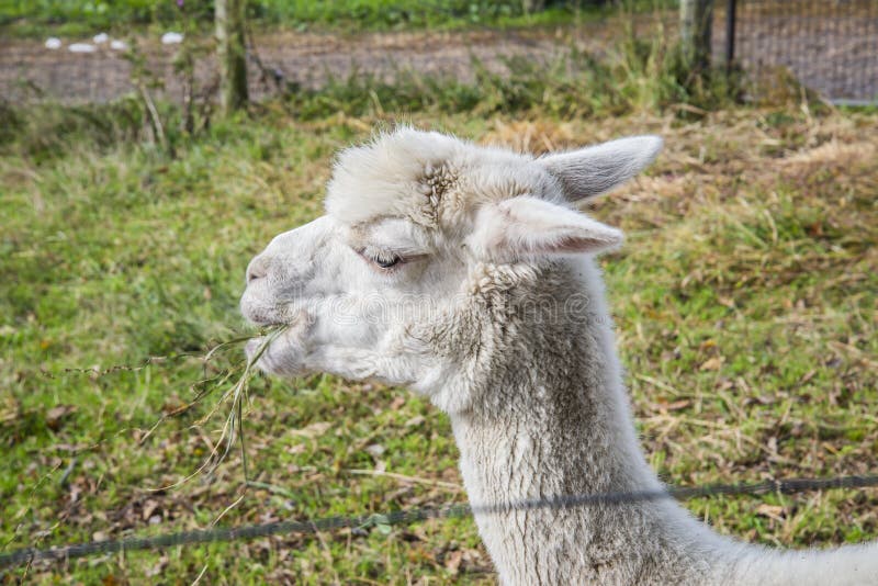 Alpaca in a field stock image. Image of nose, wool, llama - 259208949