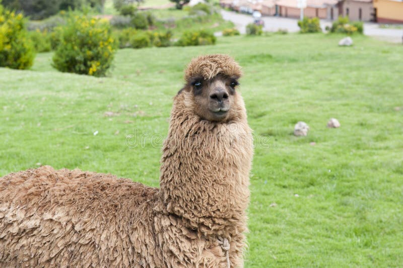 Alpaca in a Field stock photo. Image of fleece, fluffy - 55996808