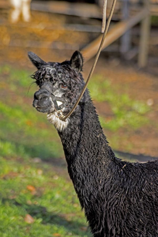 An Alpaca Getting Ready To Be Sheared for His Wool. Stock Photo - Image ...