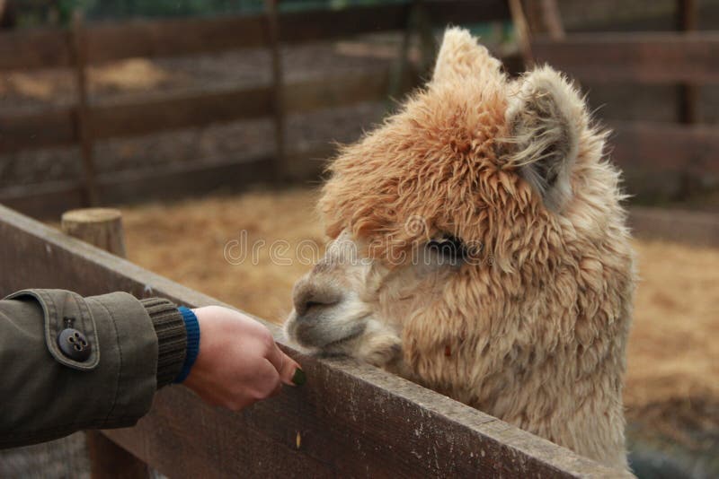 Hairy Girl Peru Stock Photos - Free & Royalty-Free Stock Photos from ...