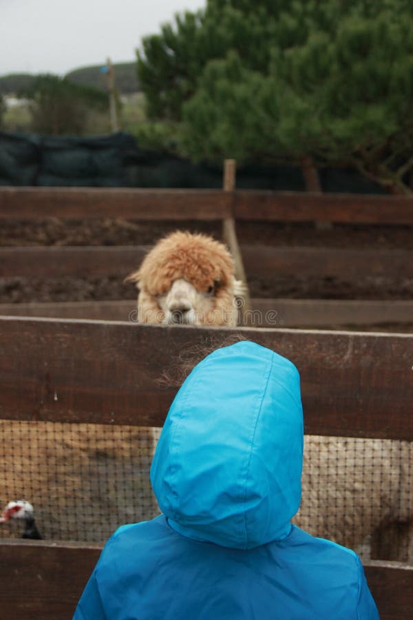 Hairy Girl Peru Stock Photos - Free & Royalty-Free Stock Photos from ...