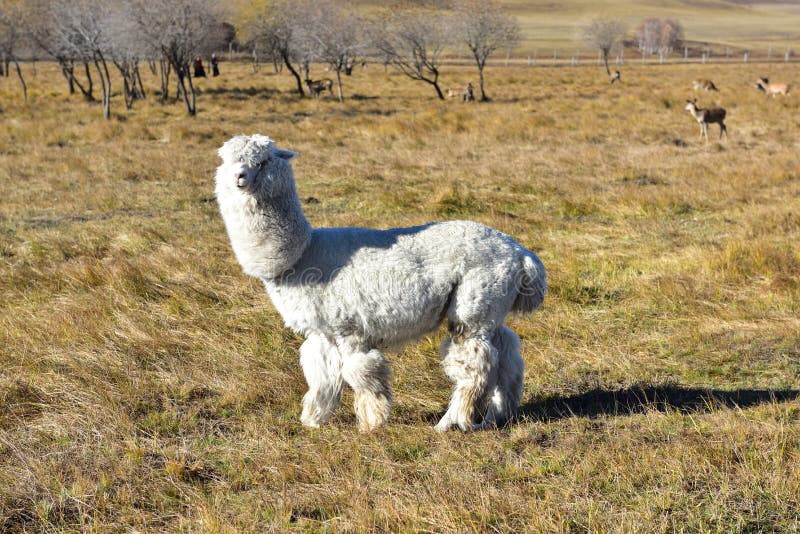 Alpaca in grassland stock photo. Image of portrait, meadow - 151885918
