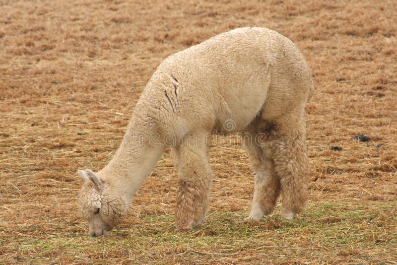 Alpaca Grazing stock photo. Image of alpaca, ranch, grazing - 8285012