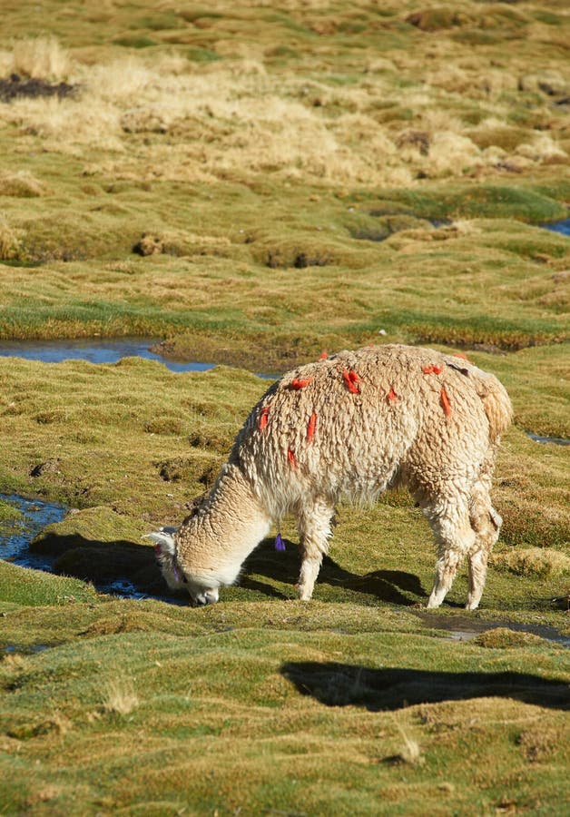 Alpaca Grazing stock image. Image of mountain, parinacota - 47907617
