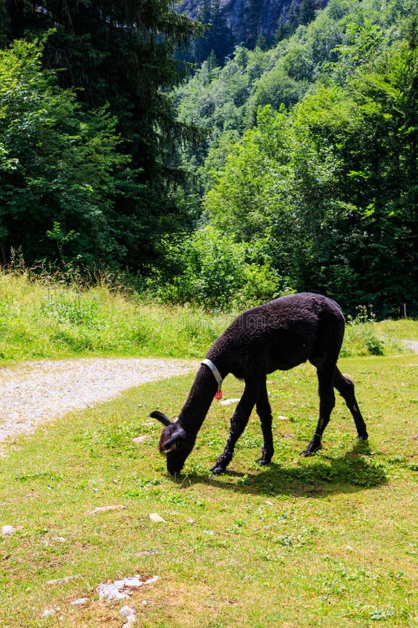 Alpaca Grazing in Green Alpine Meadow in Switzerland Stock Image ...