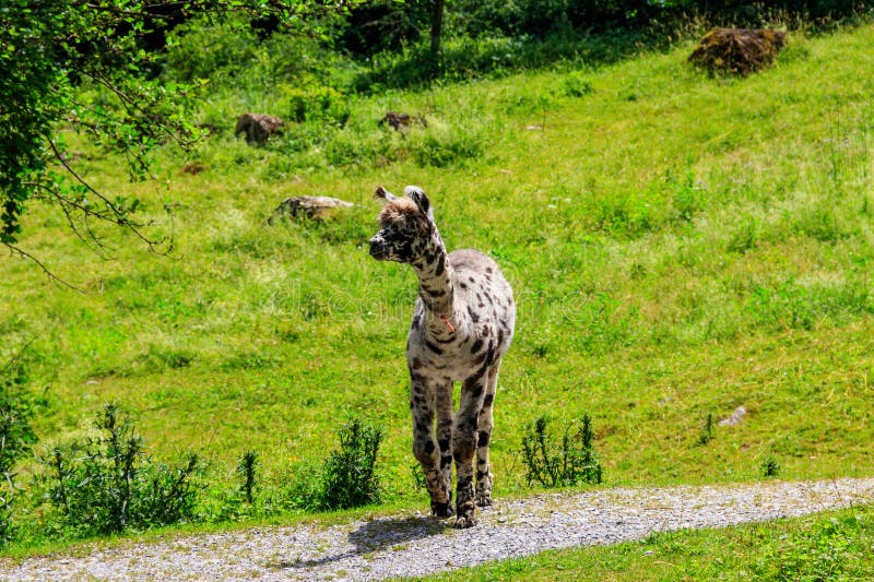 Alpaca Grazing in Green Alpine Meadow in Switzerland Stock Photo ...