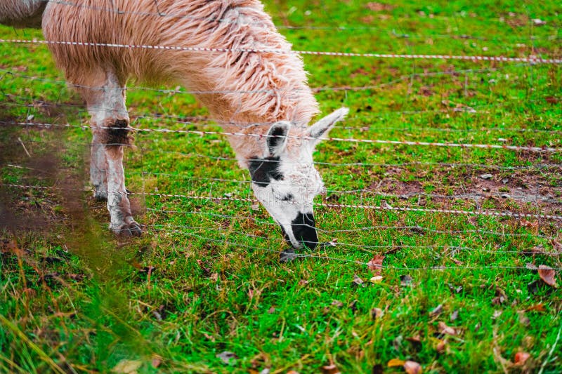 Alpaca is Grazing the Pasture Near a Fence Stock Photo - Image of ...