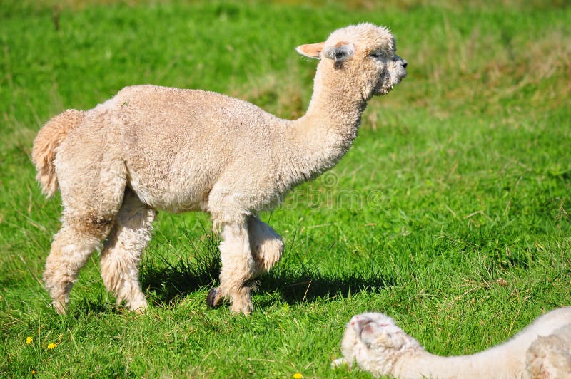 Alpaca on green grass stock image. Image of exotic, pets - 204527667