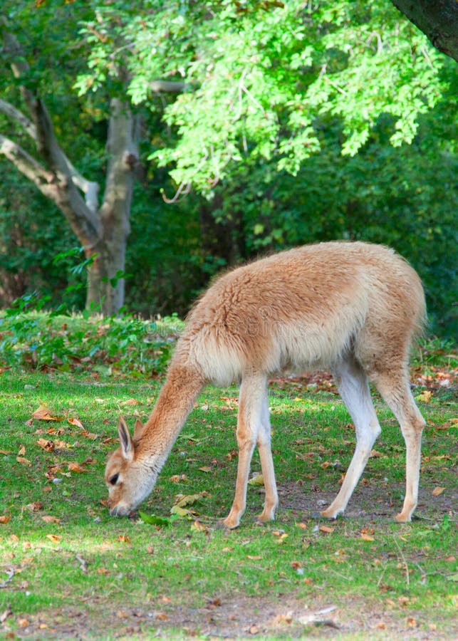 Alpaca on the Green Lawn Under a Tree Stock Image - Image of america ...