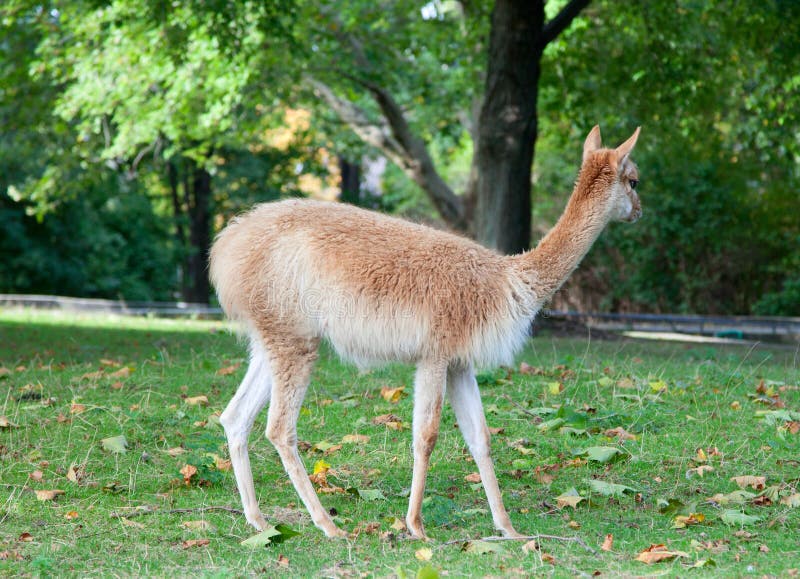Alpaca on the Green Lawn Under a Tree Stock Image - Image of america ...