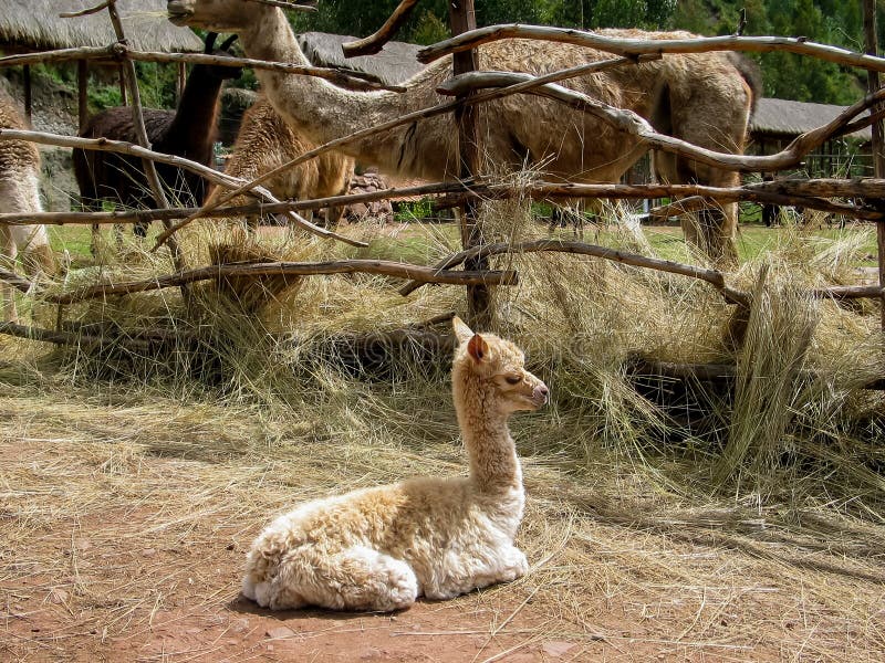 Alpaca Guanacos Llama Farm Peru Stock Photos - Free & Royalty-Free ...