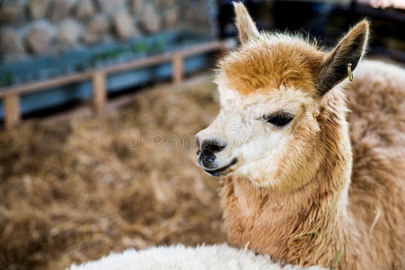 Head of Alpaca (lama Pacos) Stock Photo - Image of andes, nose: 1385856