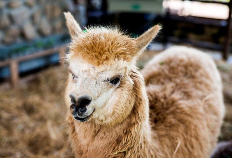 Head of Alpaca (lama Pacos) Stock Photo - Image of andes, nose: 1385856