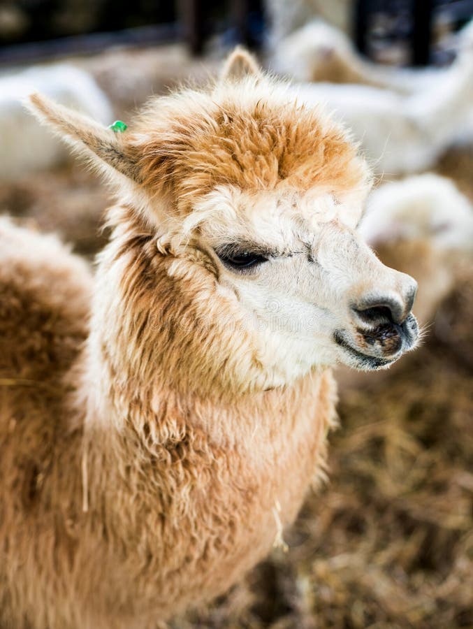 Head of Alpaca (lama Pacos) Stock Photo - Image of andes, nose: 1385856