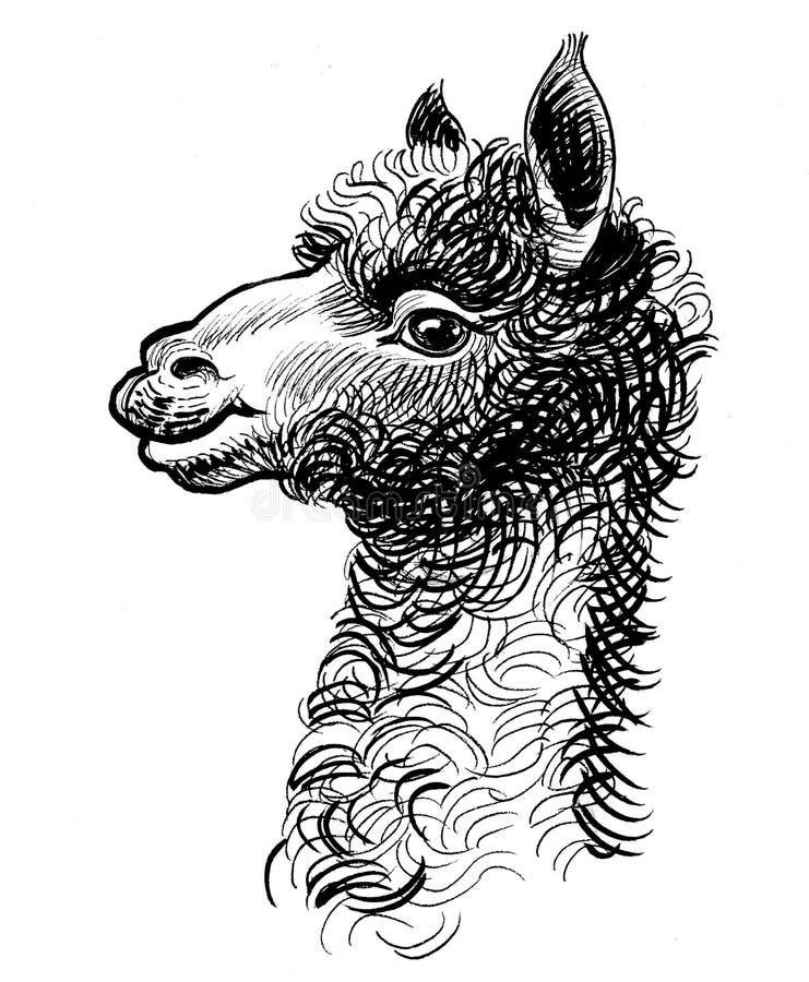 Alpaca head stock illustration. Illustration of line - 297579624