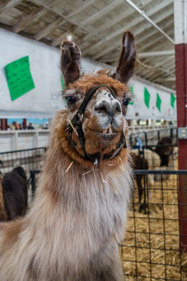 Alpaca Head Shot 4 stock photo. Image of alpaca, portrait - 78698356