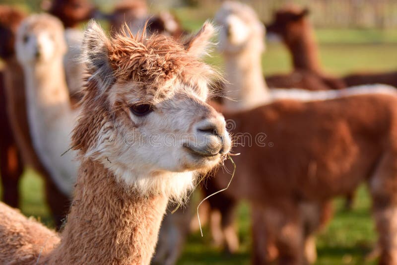 Alpaca Herd Leader stock photo. Image of female, farm - 91677140