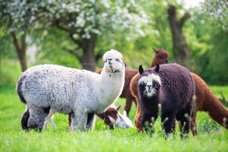Alpaca Herd on a Spring Meadow Stock Photo - Image of herbivorous ...