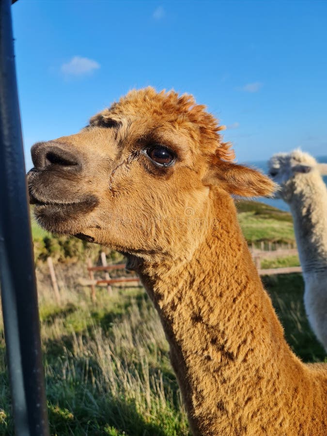 Alpaca on Howth Hill, Dublin Ireland Stock Photo - Image of pasture ...