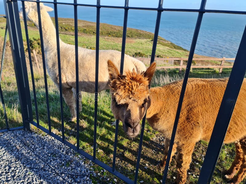 Alpaca on Howth Hill, Dublin Ireland Stock Image - Image of grass ...