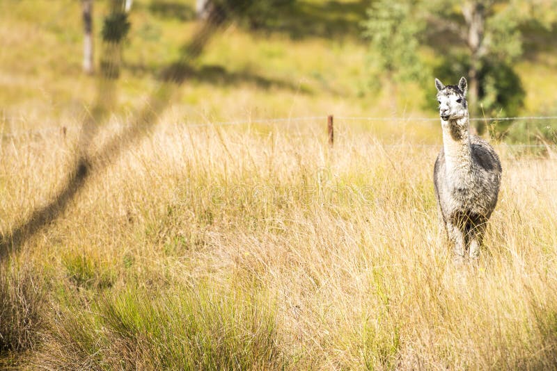 Alpaca by Itself in a Field Stock Image - Image of landscape, travel ...