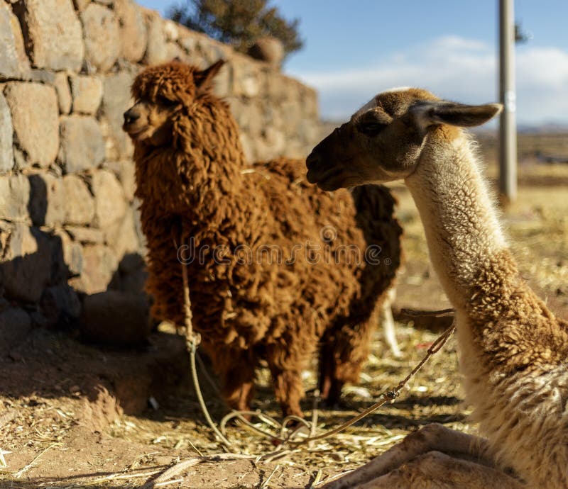 Animal De La Alpaca, Lana Peruana, Fauna, Perú Imagen de archivo ...