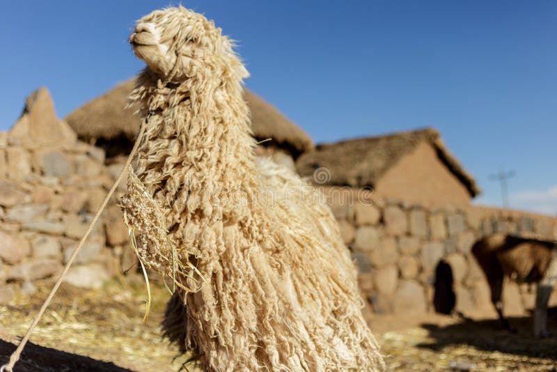 Animal De La Alpaca, Lana Peruana, Fauna, Perú Imagen de archivo ...