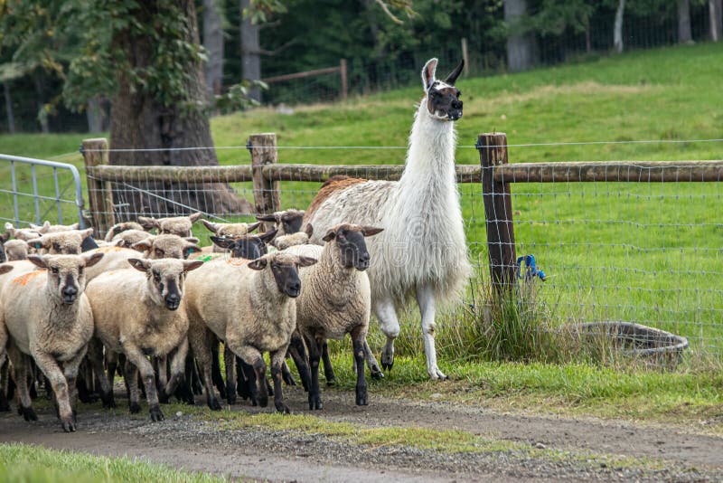 An Alpaca Leading the Sheep on Road Stock Image - Image of lama ...