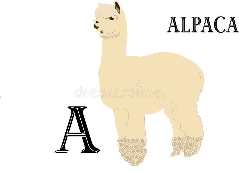 Alpaca Alphabet Stock Illustrations – 319 Alpaca Alphabet Stock ...
