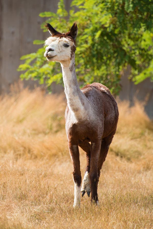 ALPACA EN HIERBA foto de archivo. Imagen de hierba, lindo - 122956524