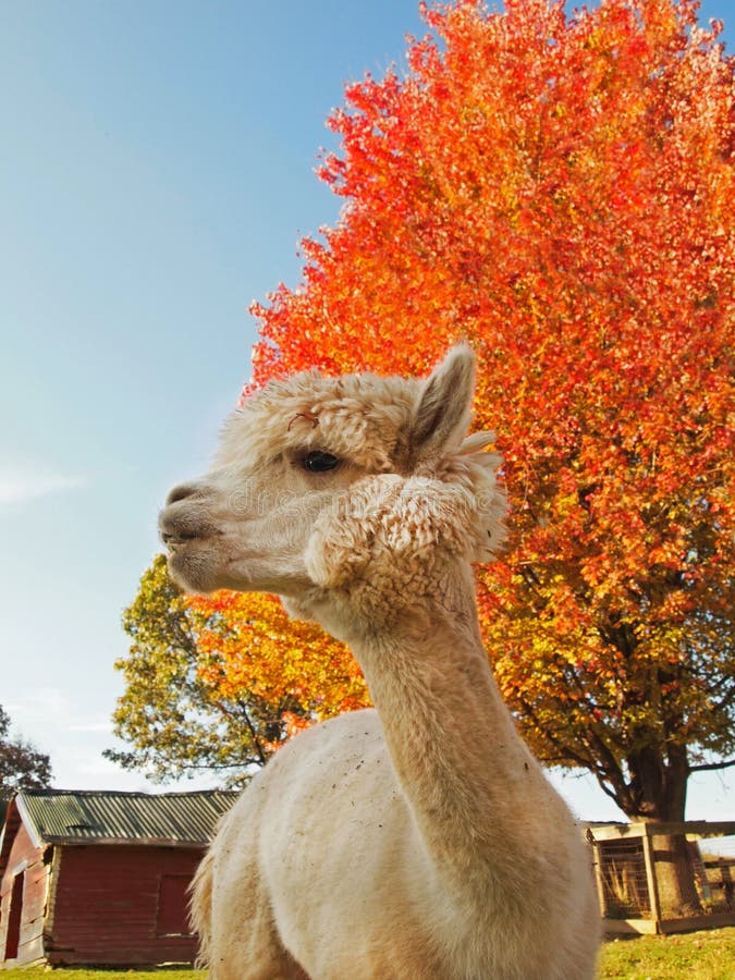 Alpaca Llama Portrait in Fall Stock Photo - Image of wool, countryside ...