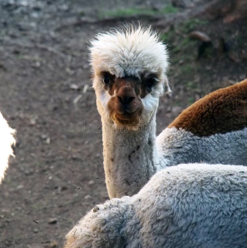Alpaca Looking at You in Squared Shaped Image. Stock Image - Image of ...