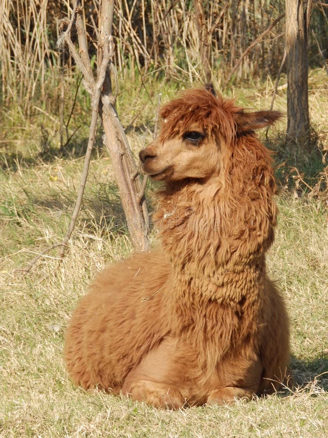 Alpaca male stock image. Image of resting, farm, domestic - 47601139