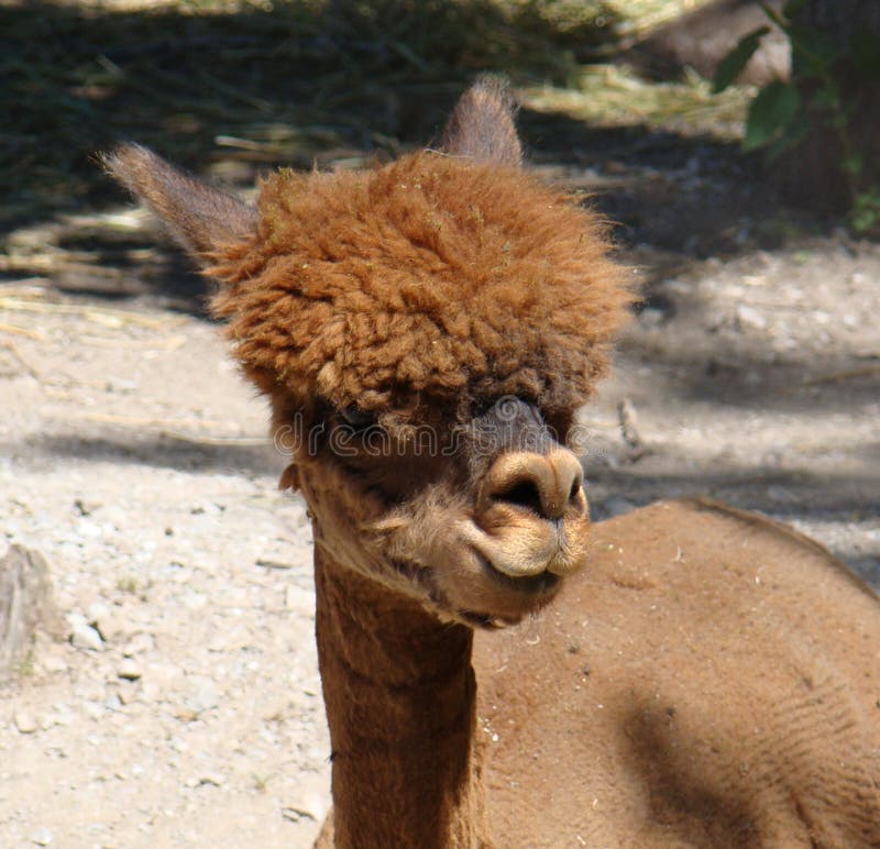 Alpaca with the mop top. stock photo. Image of wild - 320744390