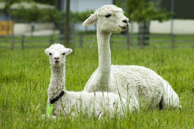 Alpaca mother and baby stock photo. Image of llama, little - 153992326