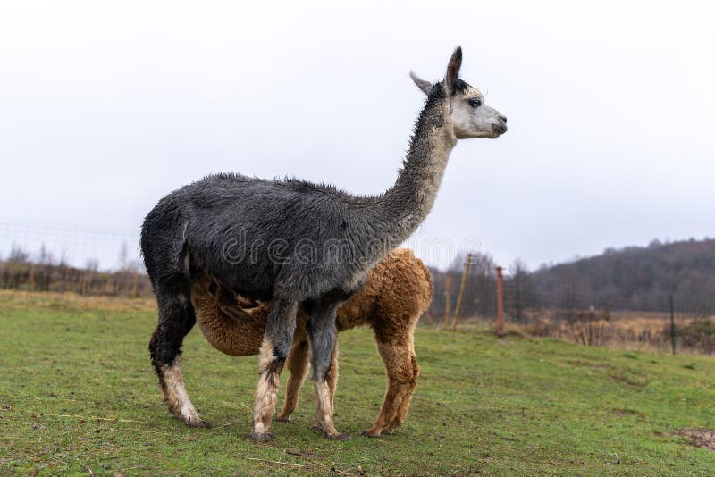 Alpaca Mother and Hers Baby Stock Image - Image of wilderness, portrait ...