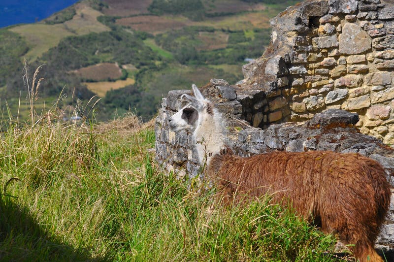 Alpaca in mountains stock image. Image of camelid, mountainous - 15465733